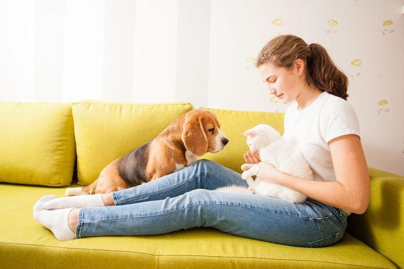 How Many Emotional Support Animals Can You Have Pettable ESA Experts how-many-emotional-support-animals-can-you-have-pettable-esa-experts